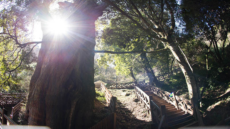 嘉義阿里山包車一日遊PTT網友最愛！阿里山包車費用、路線(含看日出、上下山)3分鐘速懂 | tripool 旅步